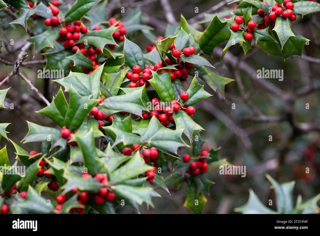 Christmas Holly red berries, Ilex aquifolium plant. Holly green foliage ...