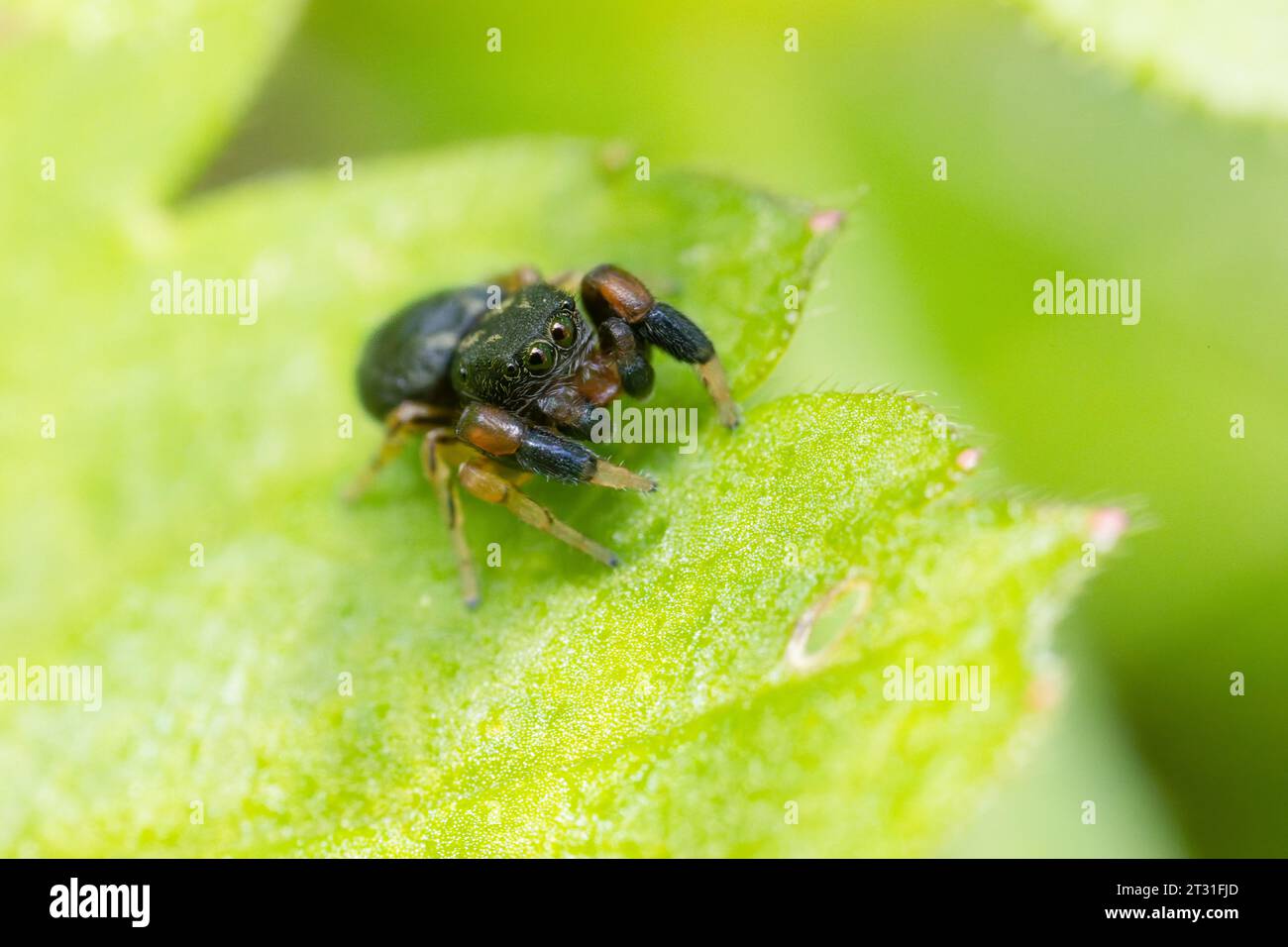 This Oak Jumping Spider (Ballus chalybeius) male is only about 3mm long ...