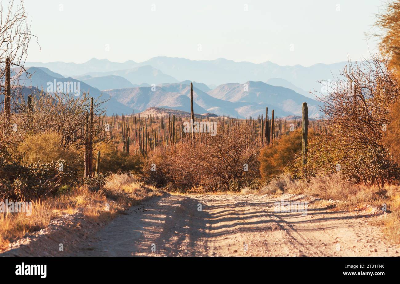 Beautiful natural landscapes in Baja California, Mexico Stock Photo - Alamy