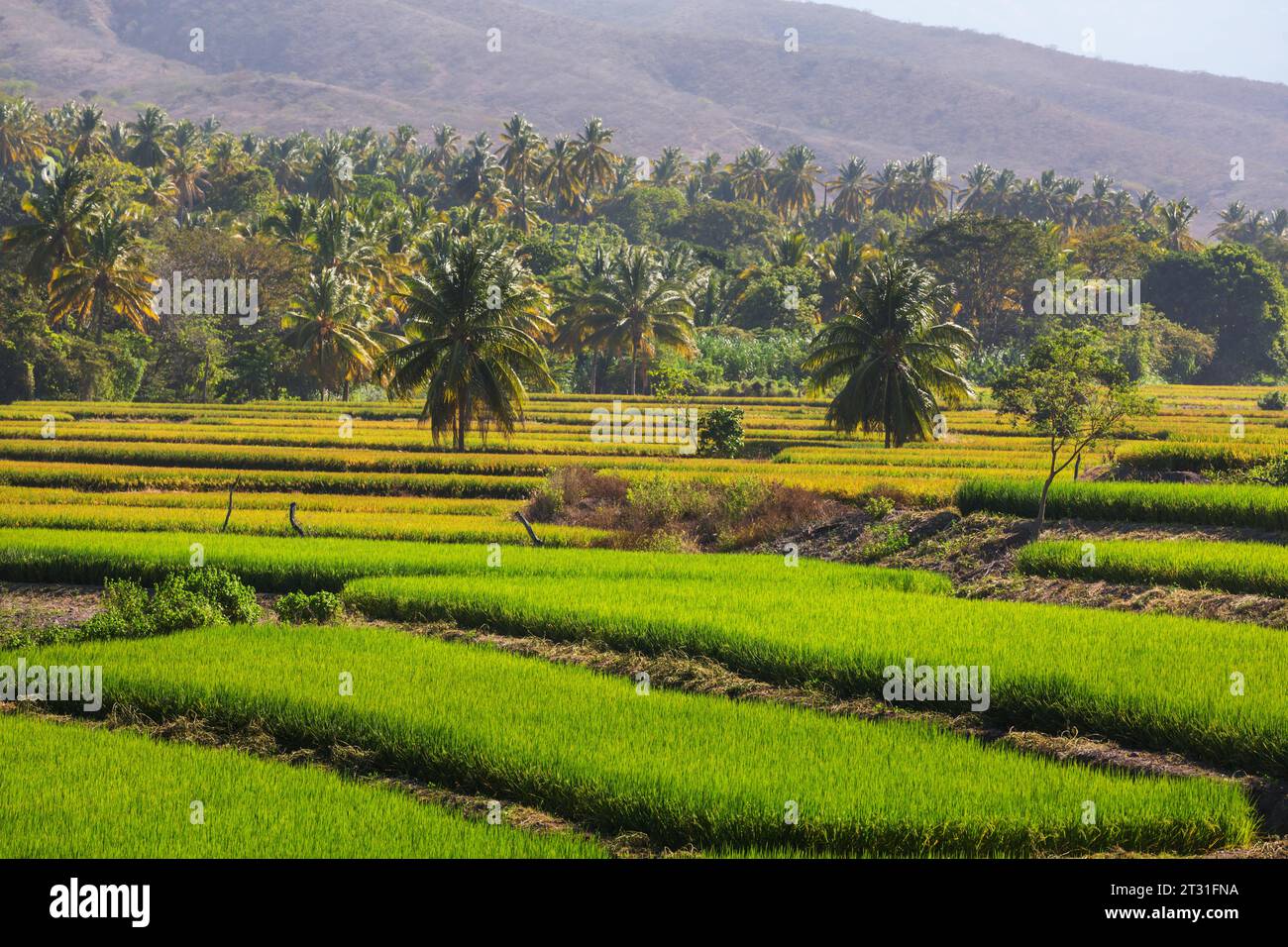 Rice fields in the northern Peru, South America Stock Photo - Alamy