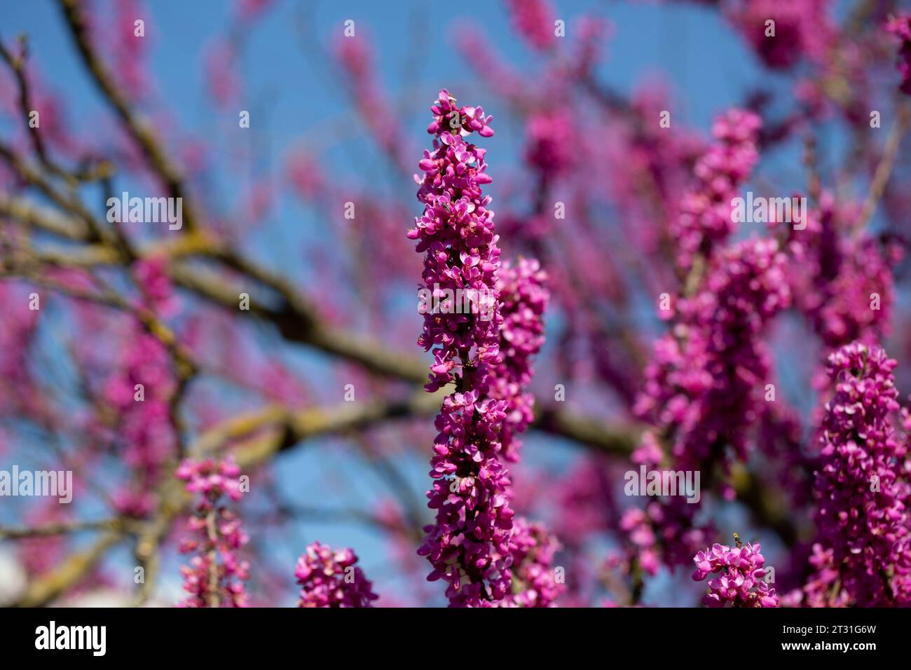 close-up red flowers of the Chinese redbud Cercis chinensis selective ...