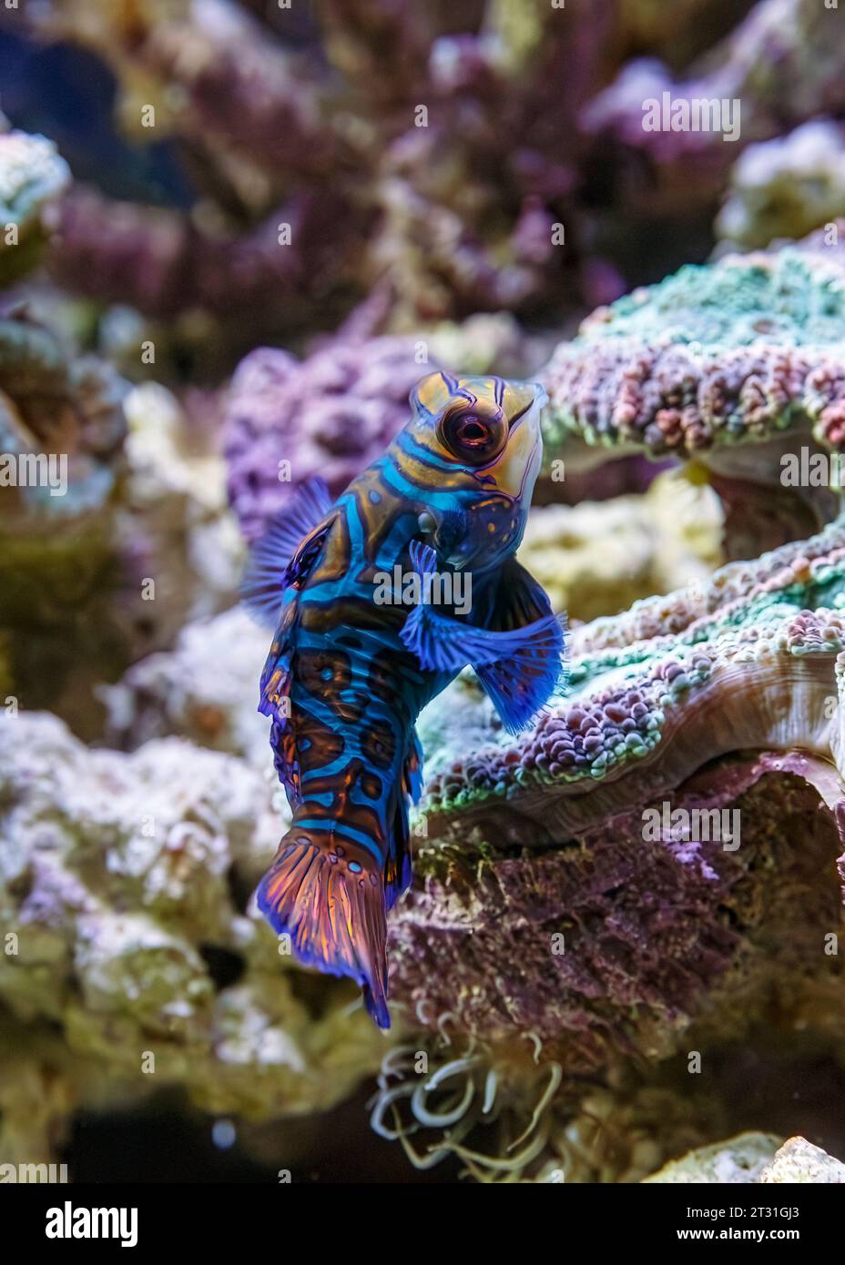 Mandarin Dragonet (Synchiropus splendidus) AKA: mandarinfish Stock ...