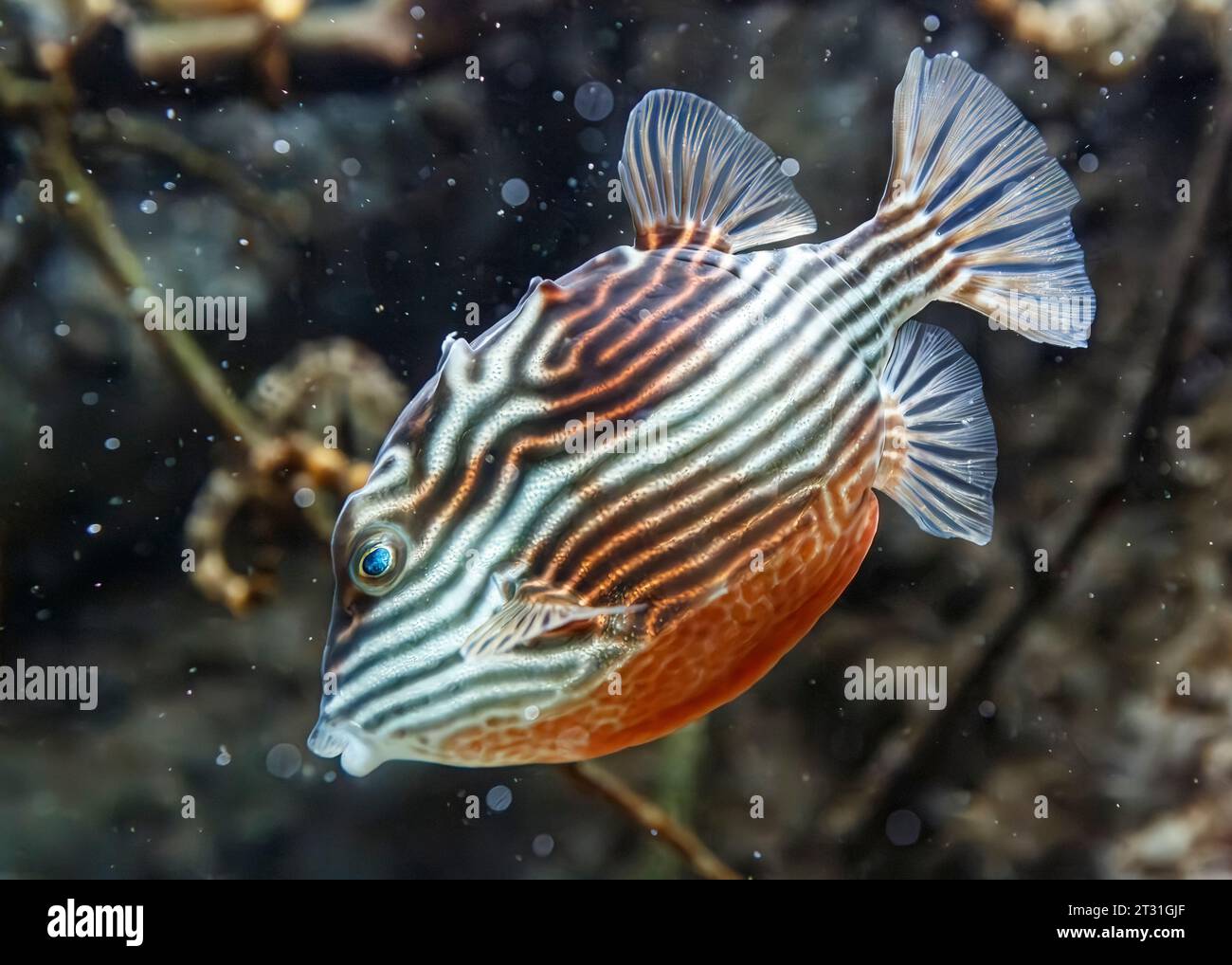 Shaw's cowfish (Aracana aurita) AKA: striped cowfish, striped boxfish ...
