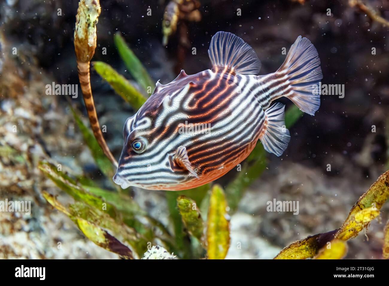 Cowfish hi-res stock photography and images - Alamy
