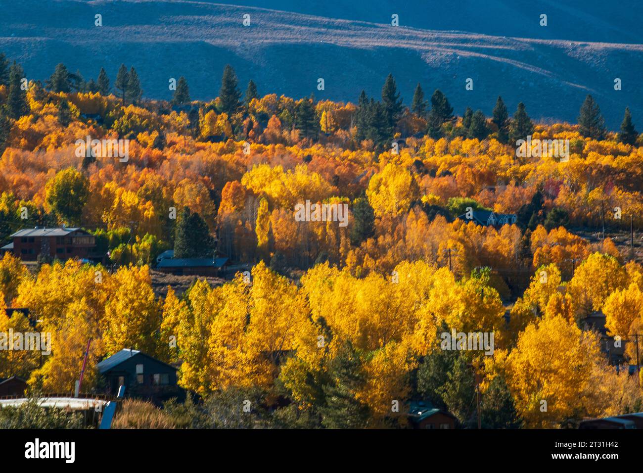 The town of Crowley becomes a Mono County, CA, jewel in autumn because ...