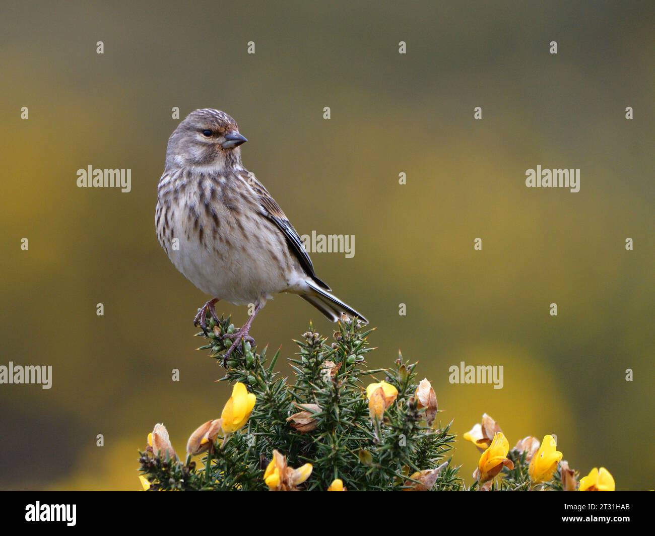 Female linnet hi-res stock photography and images - Alamy