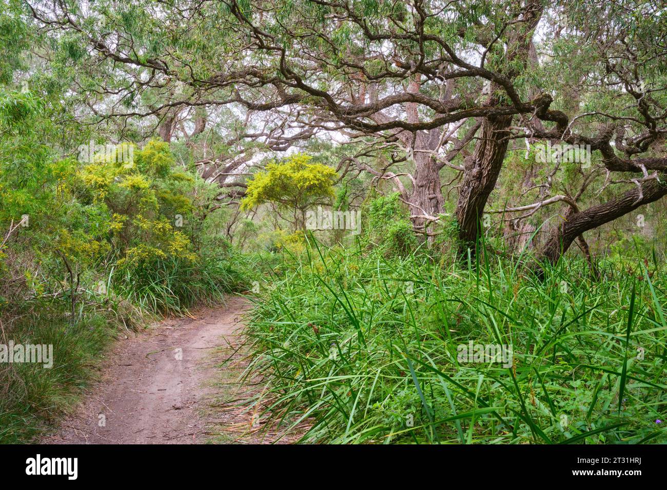 A dirt path walking trail through a grove of old, gnarled peppermint ...