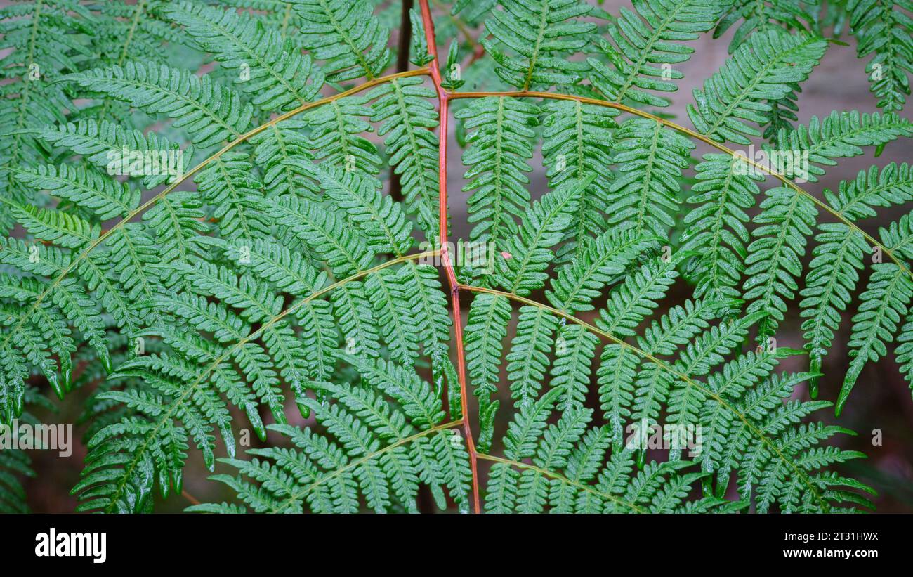 A close up of the fronds of a bracken fern, Pteridium esculentum ...
