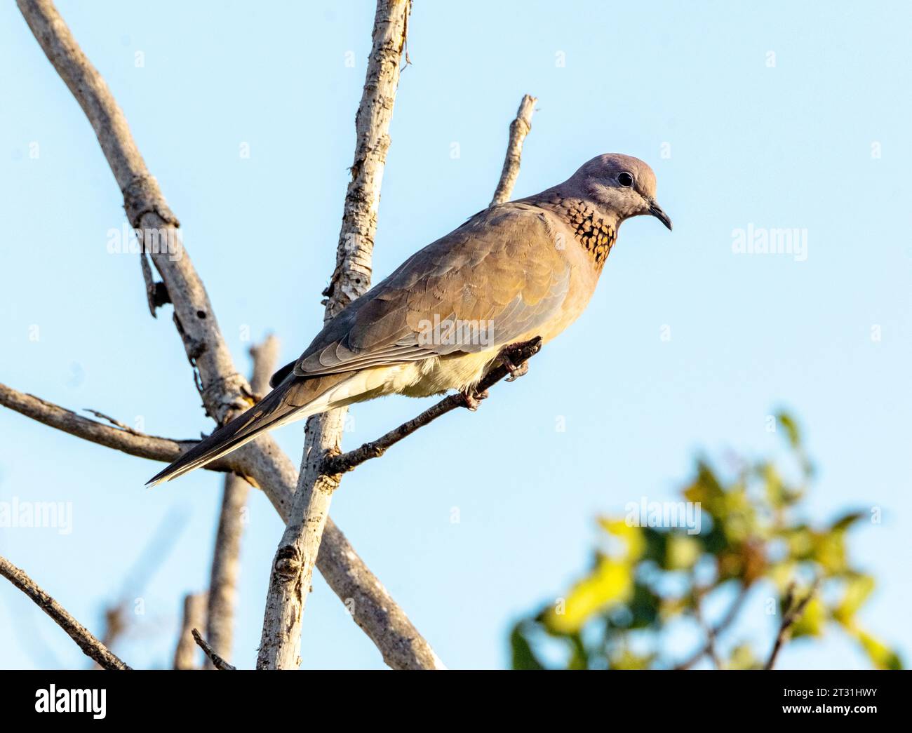 Laughing Dove, (Spilopelia senegalensis) Paphos, Cyprus Stock Photo - Alamy