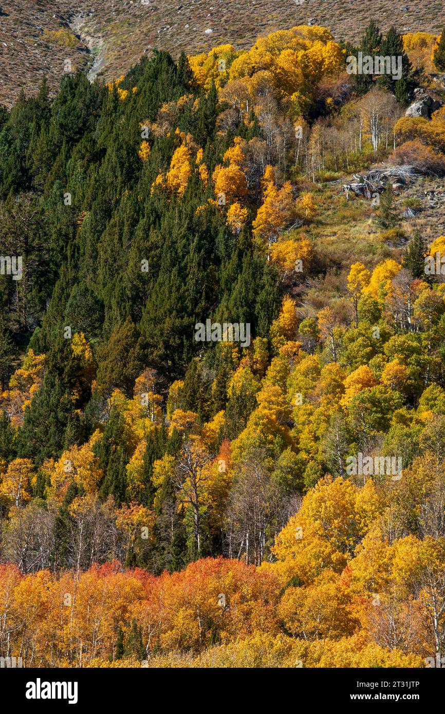 The fall colors around the June Lake Loop in Mono County, CA, USA ...