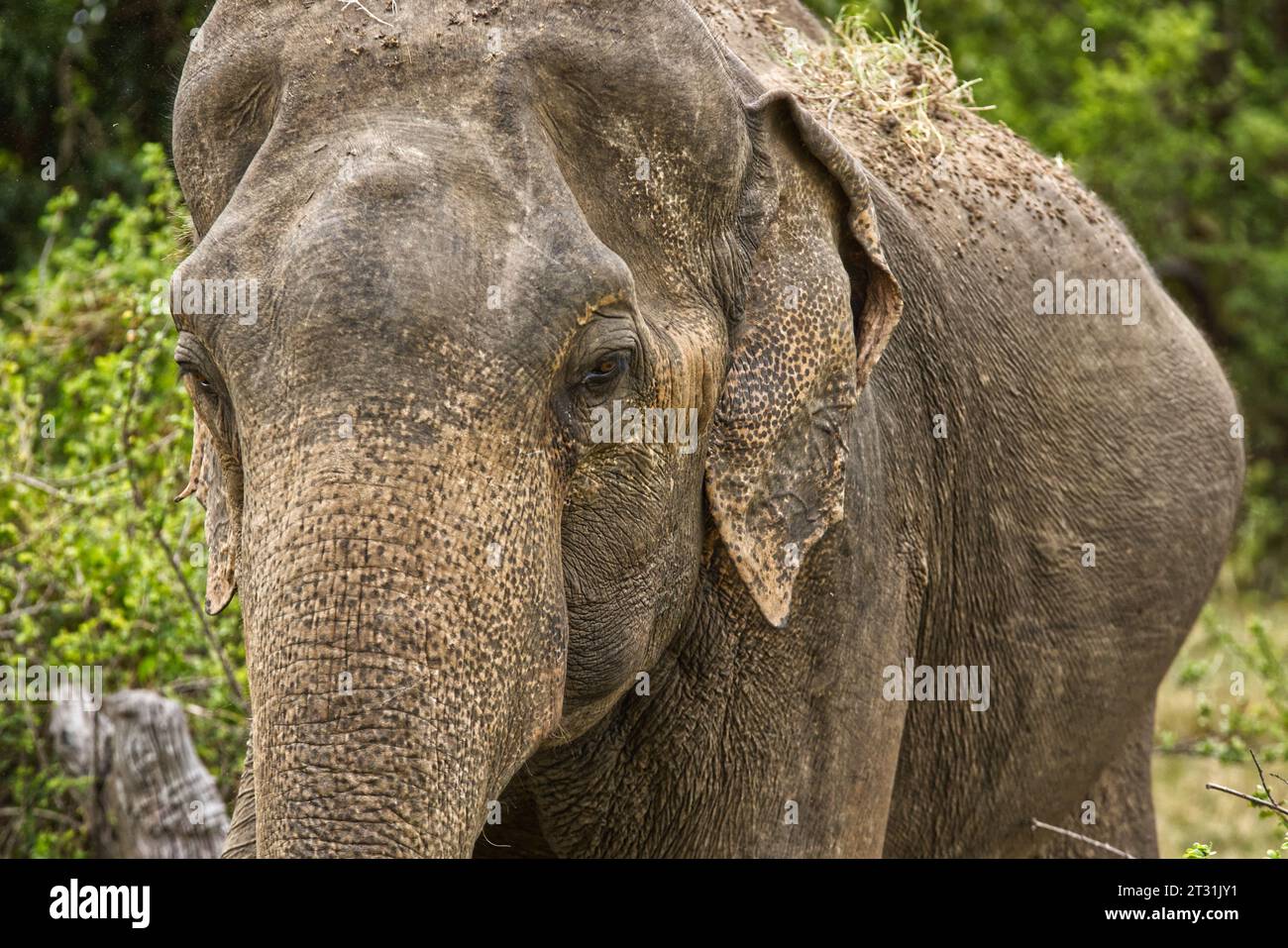 Elephant african forest jungle hi-res stock photography and images - Alamy