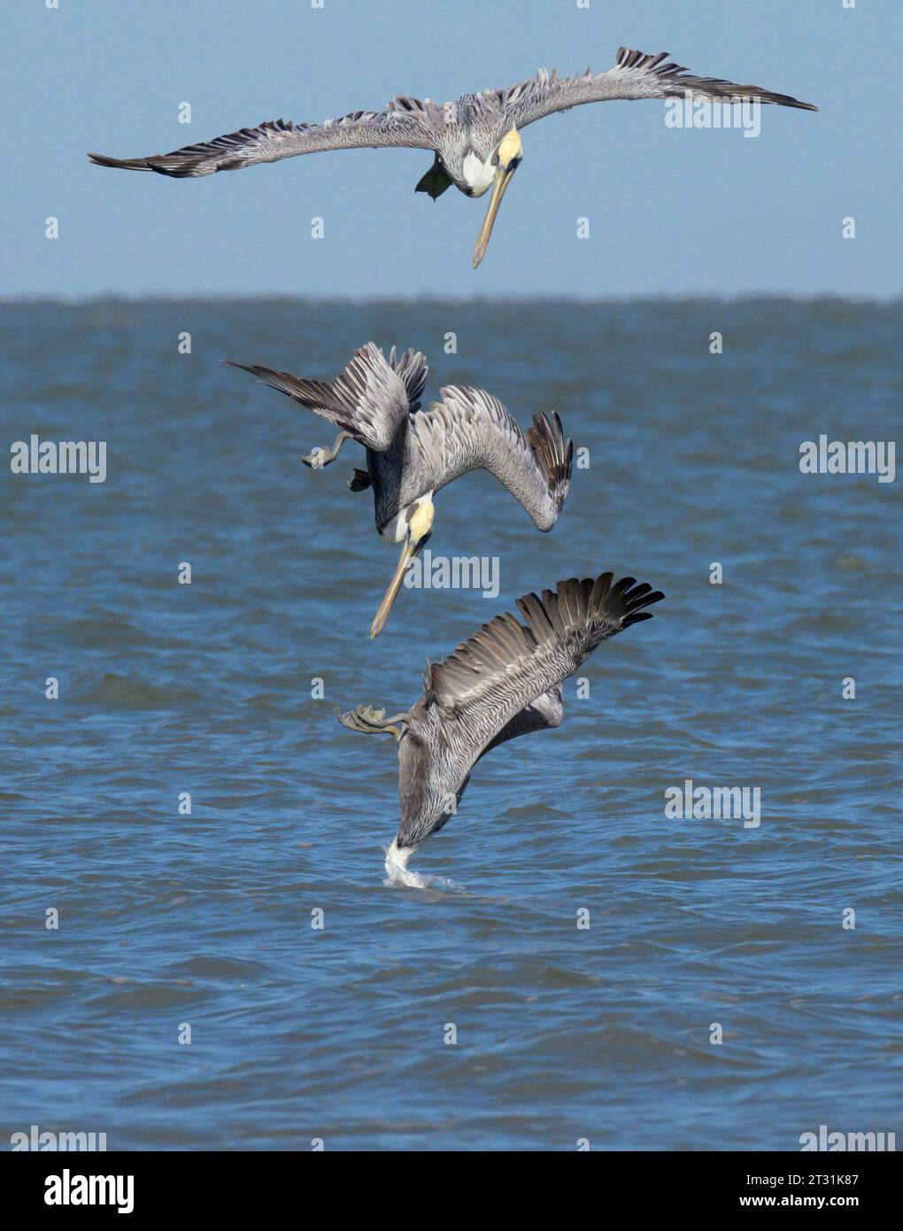 Diving brown pelican (Pelecanus occidentalis), digital sequence ...