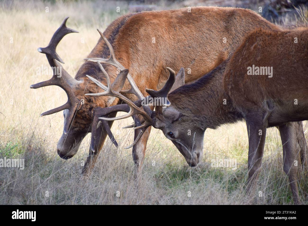 London, England, UK. 22nd Oct, 2023. Two stags lock antlers during the ...