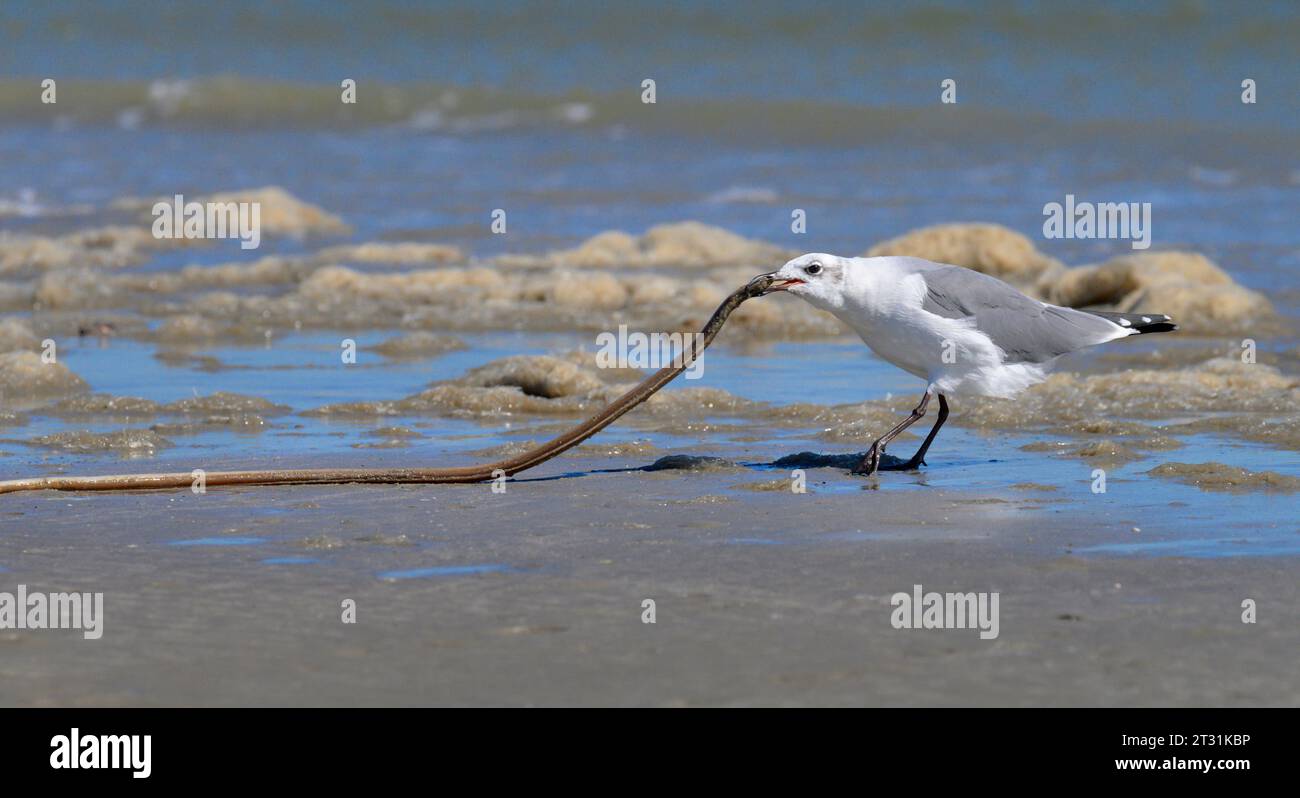 Laughing gull (Leucophaeus atricilla) pulling an eel washed up to the ...