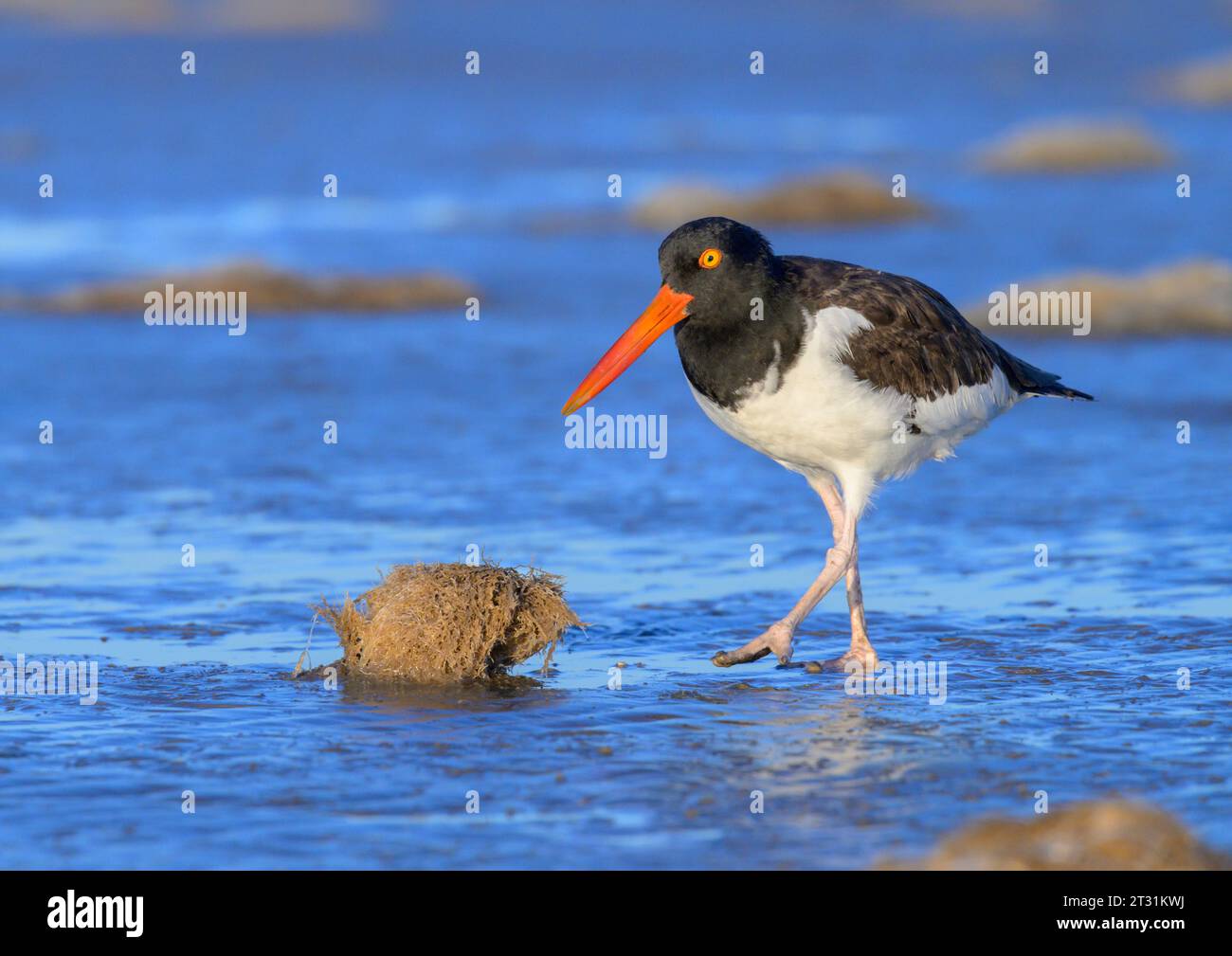 American oystercatcher (Haematopus palliatus) walking on the beach ...