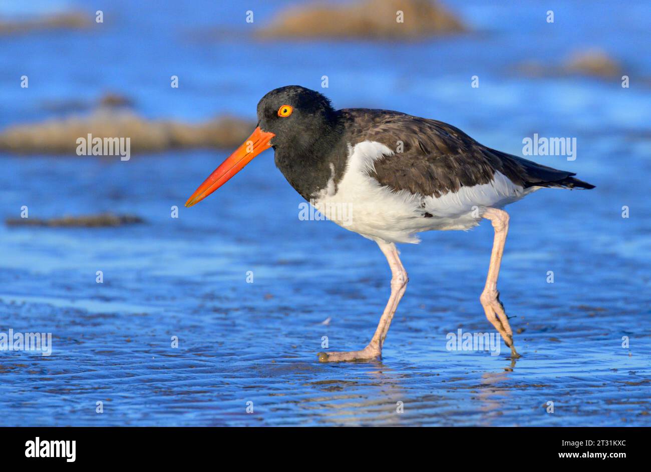 American oystercatcher (Haematopus palliatus) walking on the beach ...