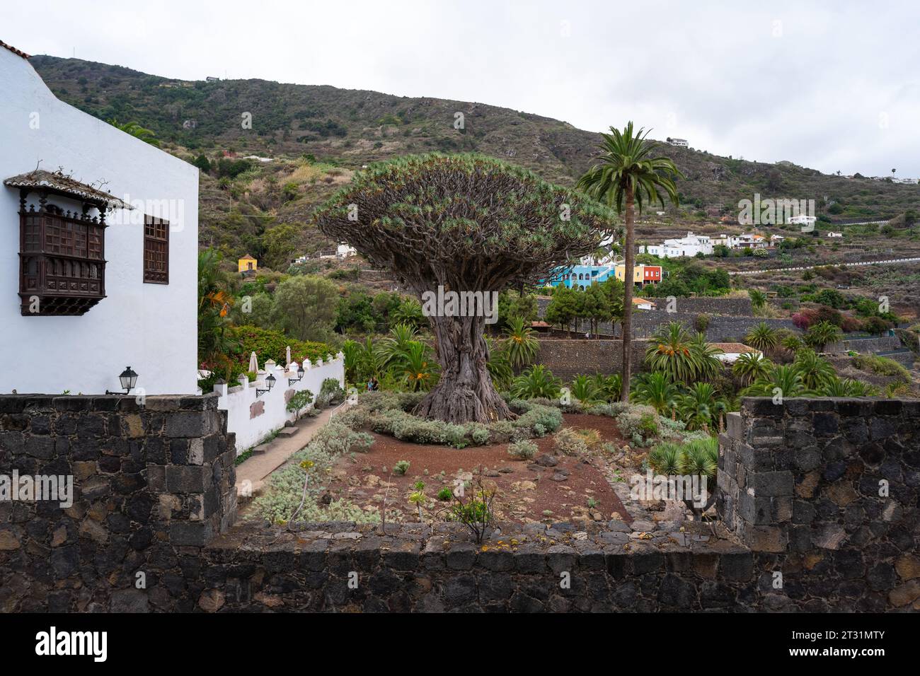 Famous Drago Tree (El Drago Milenario) - Icod de los Vinos, Tenerife ...