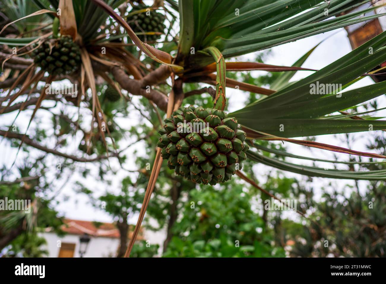 The green fruit of Pandanus utilis (common screw pine Stock Photo - Alamy