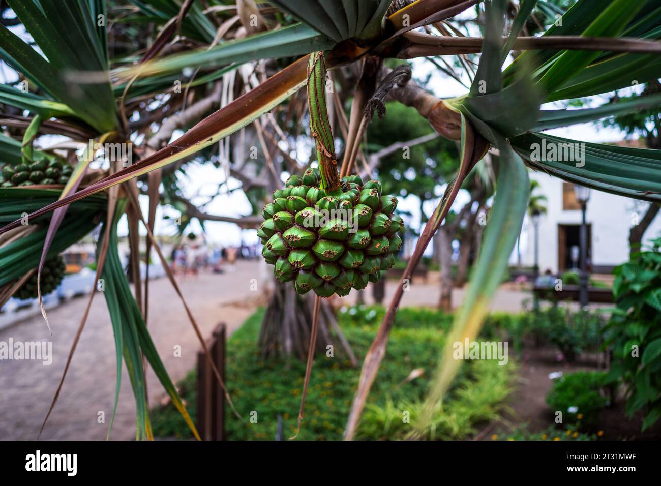 Green fruit of pandanus hi-res stock photography and images - Alamy