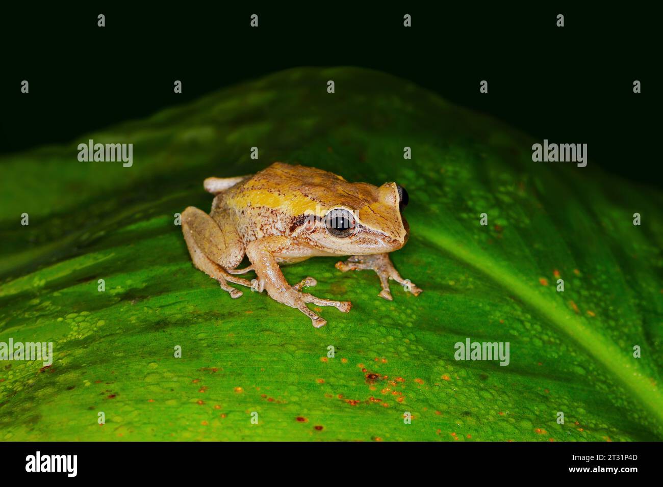 Puerto rican coqui frog hi-res stock photography and images - Alamy