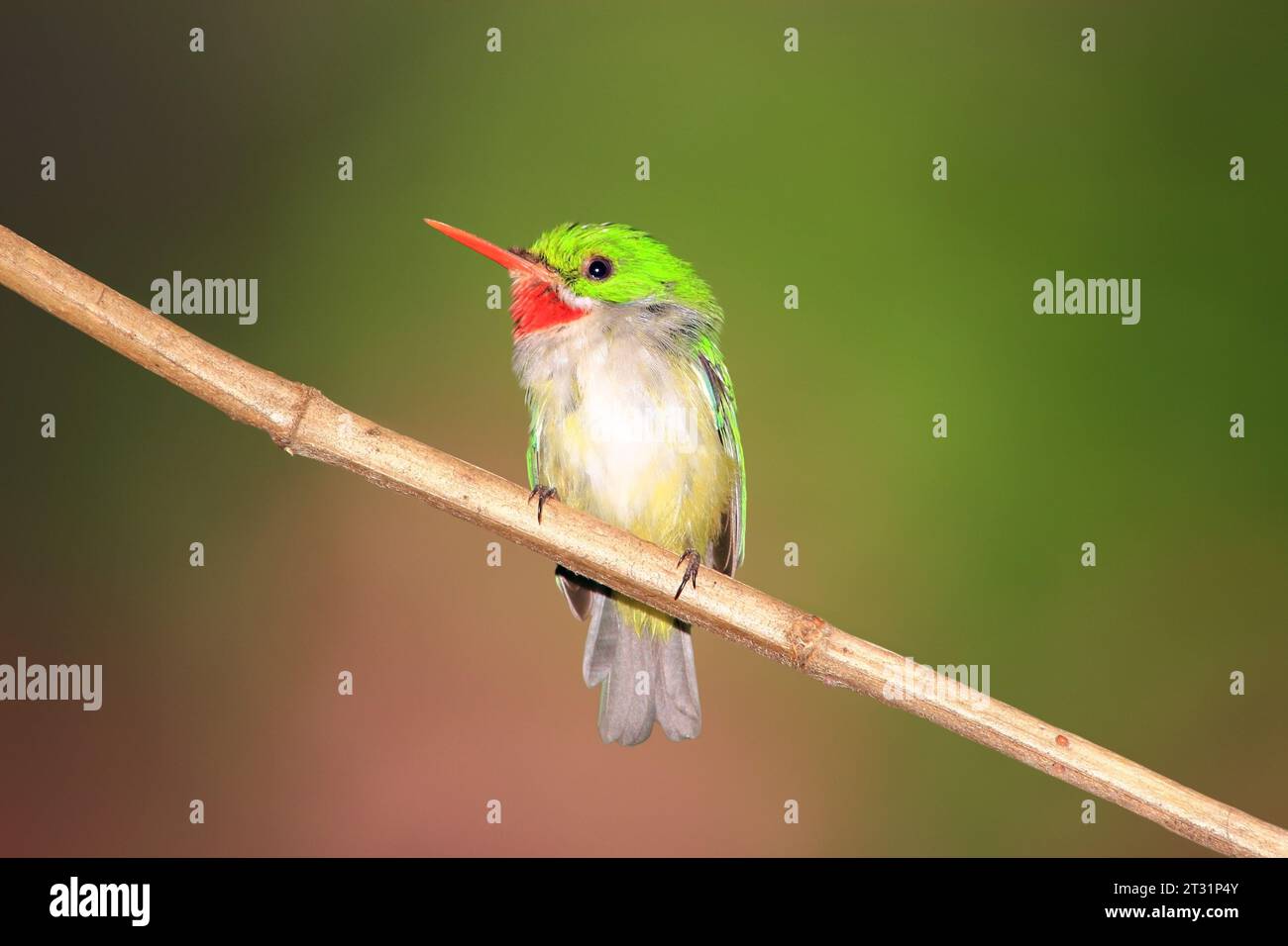 Puerto rican coqui frog hi-res stock photography and images - Alamy