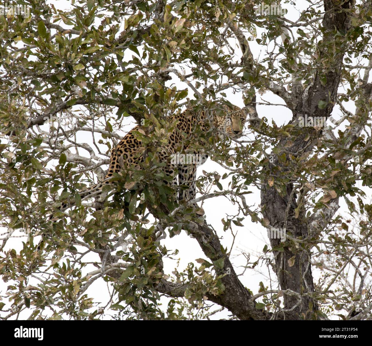 View of leopard on tree in South Africa Stock Photo - Alamy