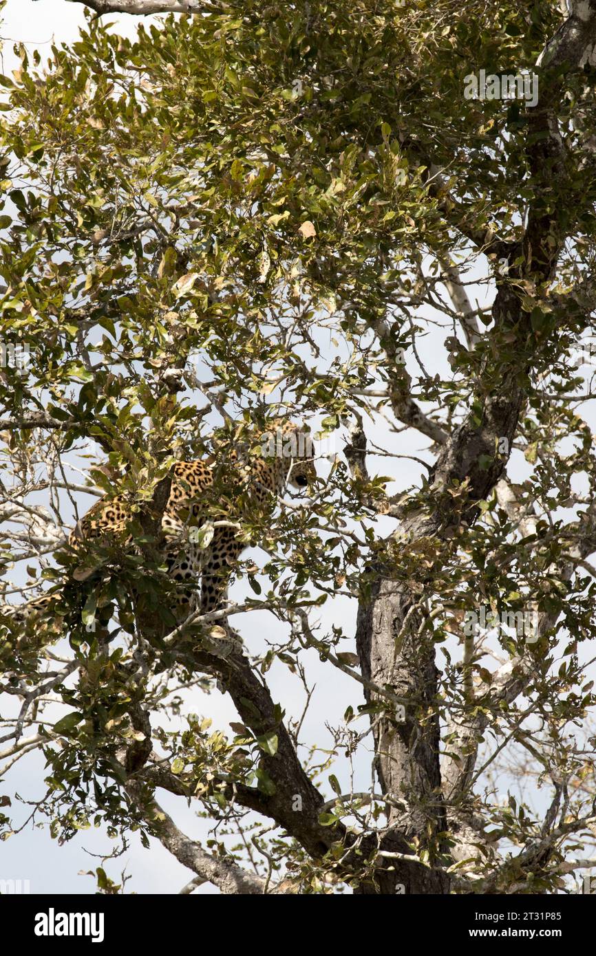 View of leopard on tree in South Africa Stock Photo - Alamy