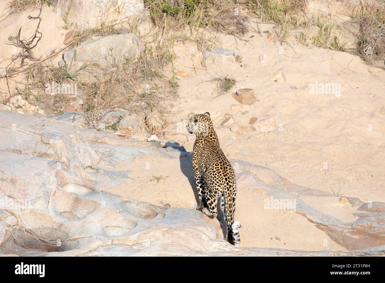A photo of leopard walking in a dry river, South Africa Stock Photo - Alamy