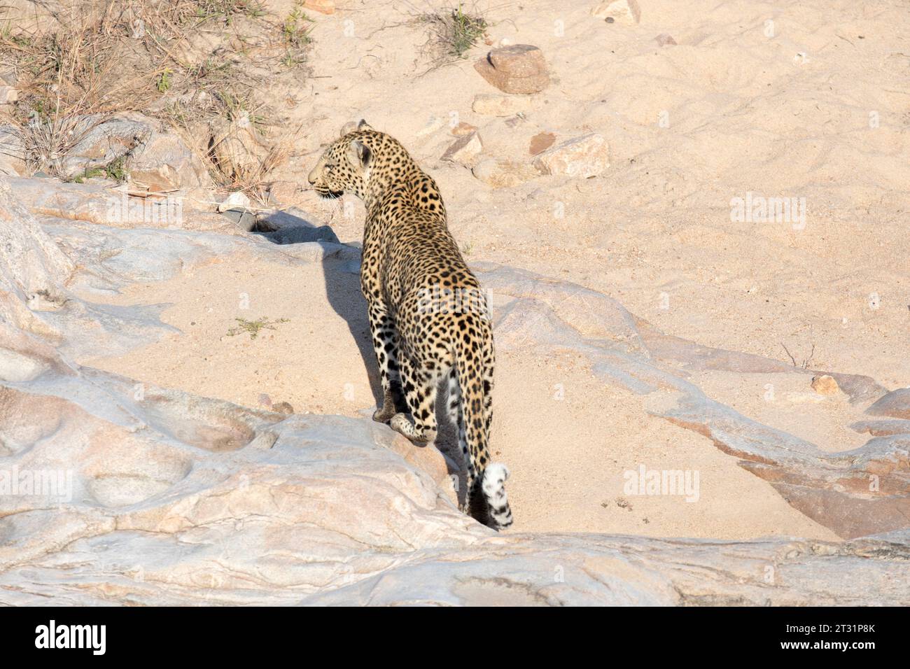 A photo of leopard walking in a dry river, South Africa Stock Photo - Alamy