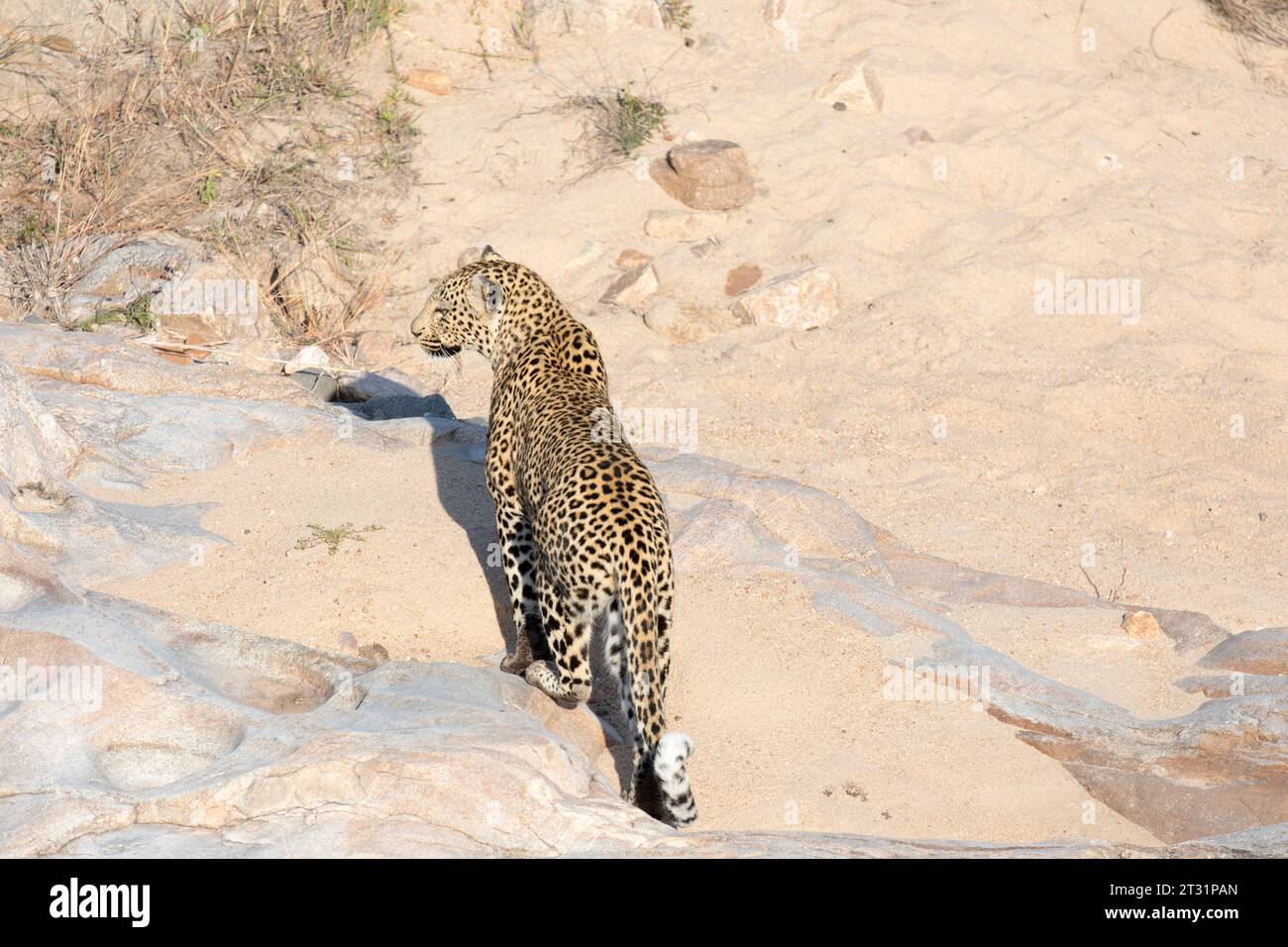Leopard walking kalahari desert hi-res stock photography and images - Alamy