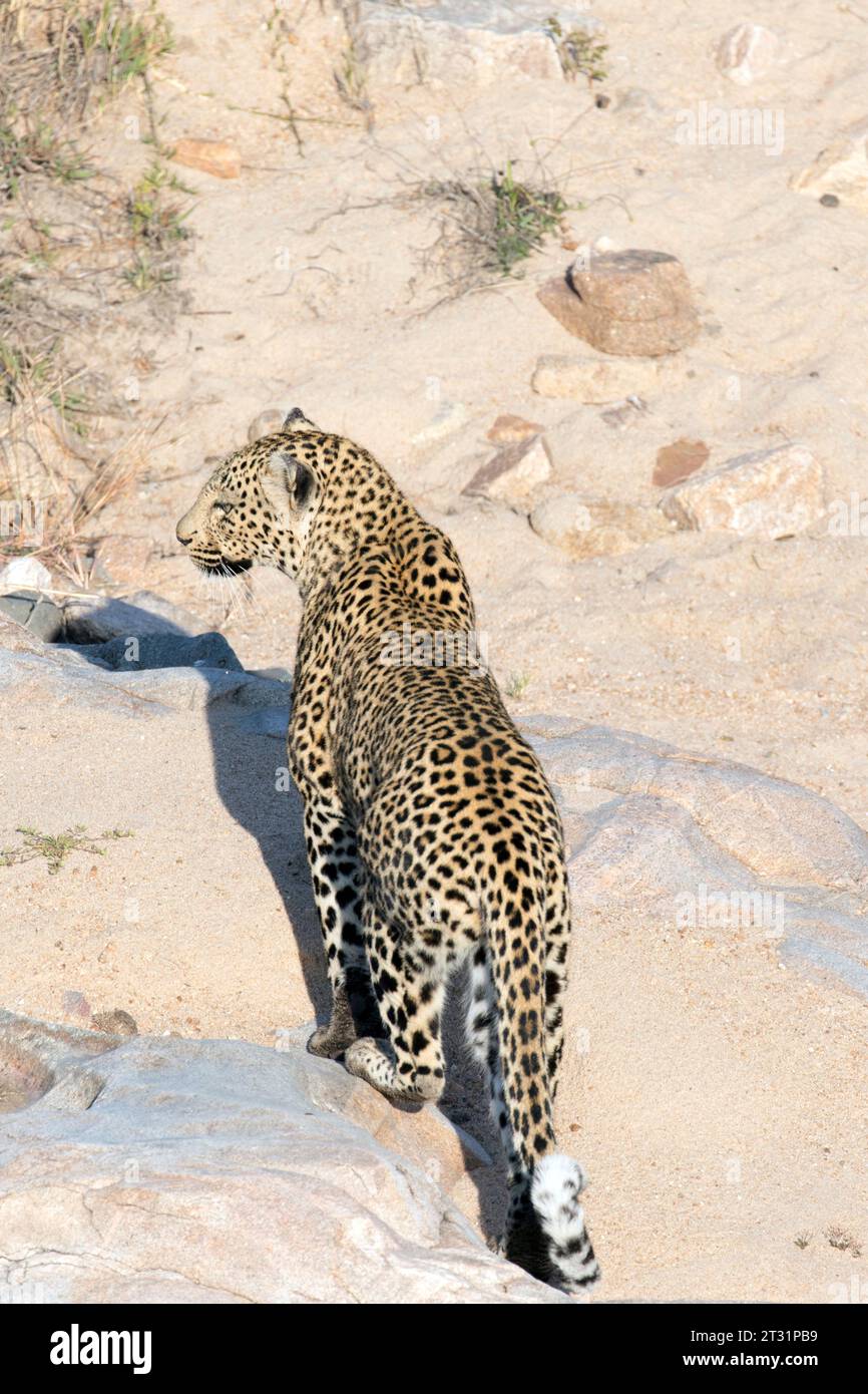 A photo of leopard walking in a dry river, South Africa Stock Photo - Alamy