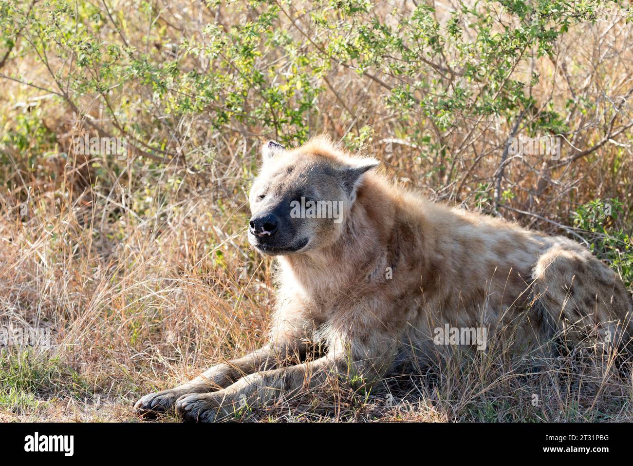 A close view of spotted hyena in South Africa Stock Photo - Alamy