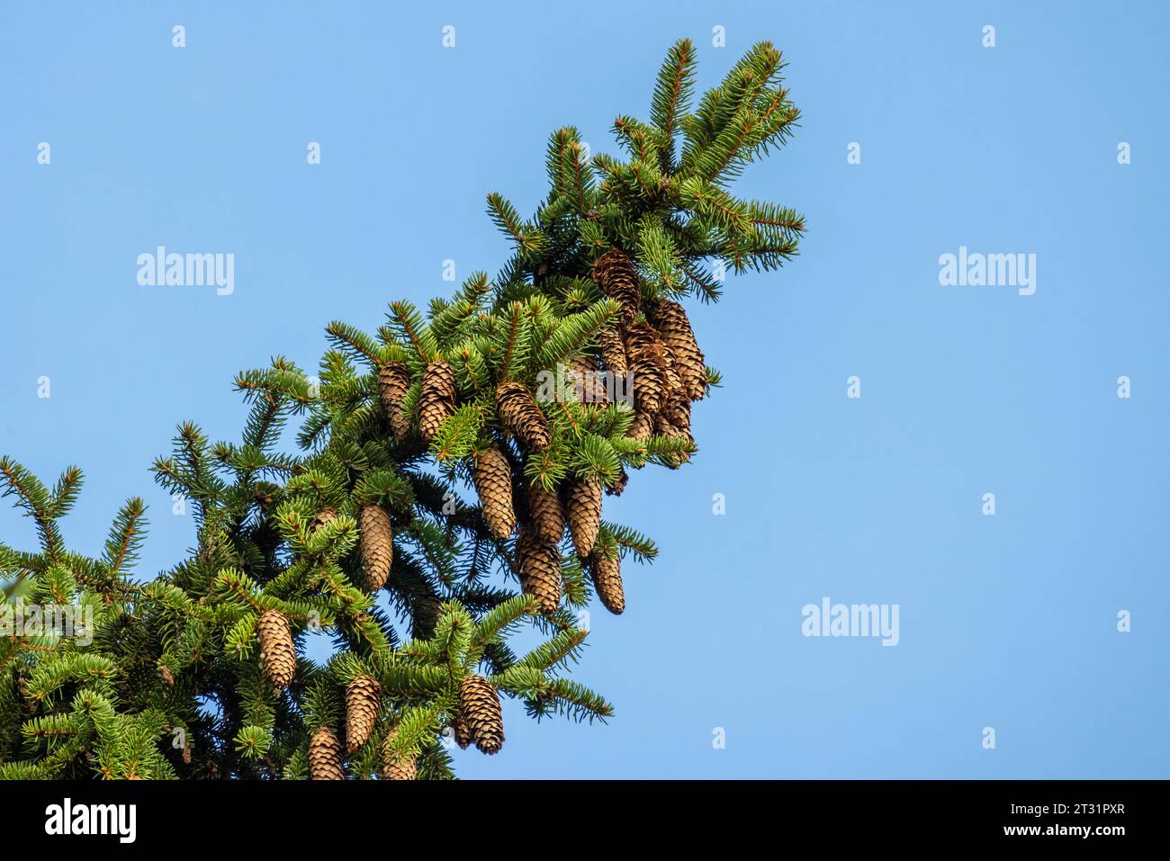 One spruce tree hi-res stock photography and images - Alamy