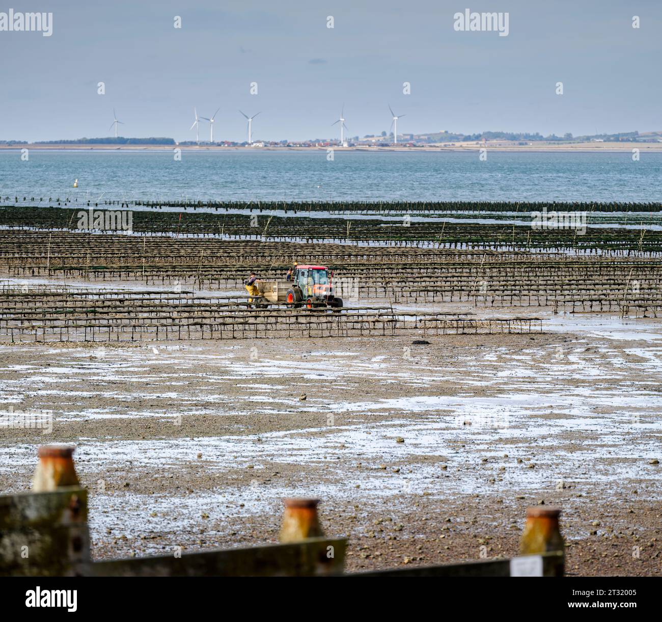 Editorial Use Only - Whitstable oyster beds with a tractor and ...