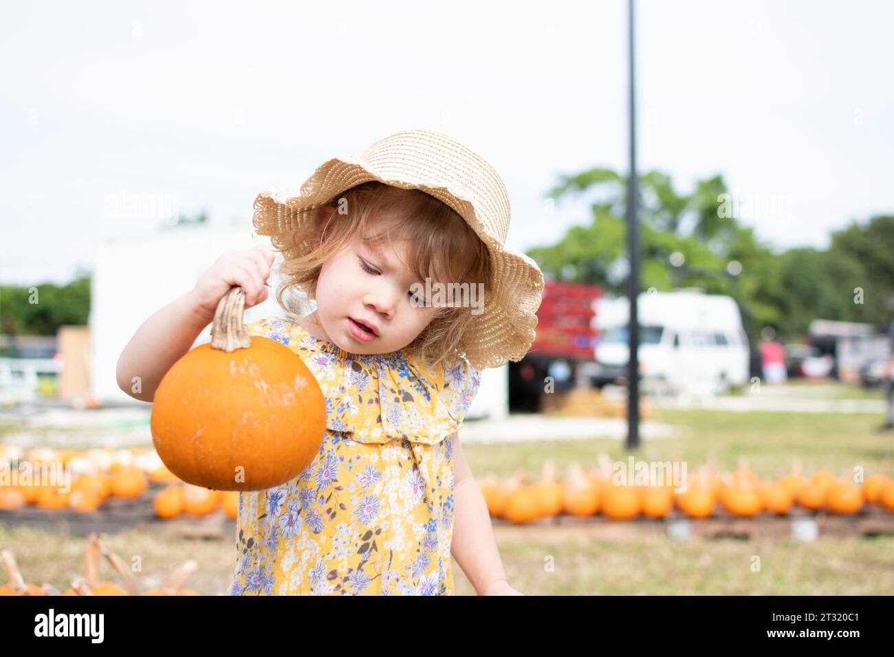 Little cute toddler girl is choosing pumpkin at the pumpkin patch. Fall ...