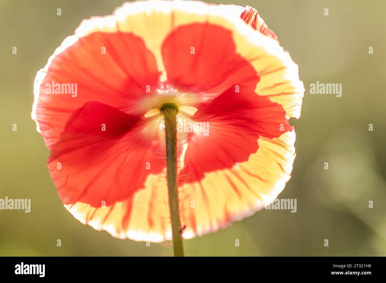 Texas spring wildflowers, poppies, larkspur, bees, butterflies ...