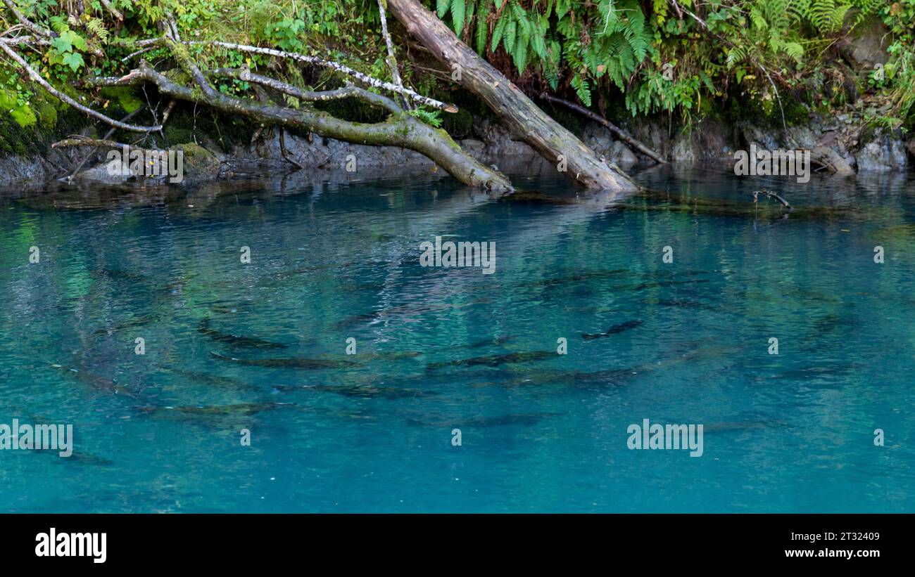 Salmon spawning in a river pool on Vancouver Island, British Columbia ...
