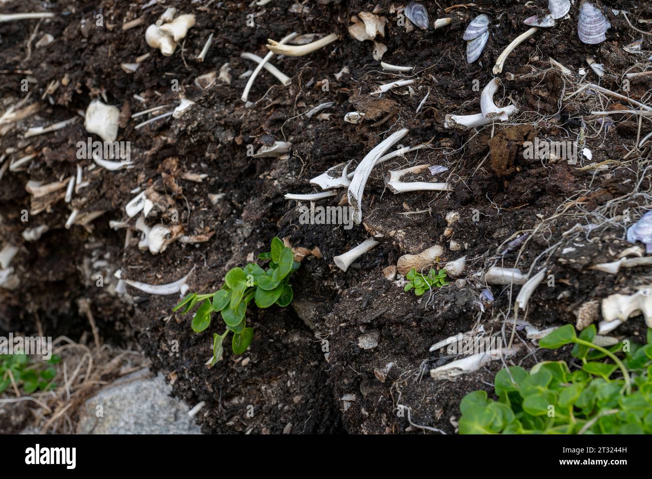 Greenland, Baffin Bay. Archeological Thule Culture site of Kangerup Nua ...