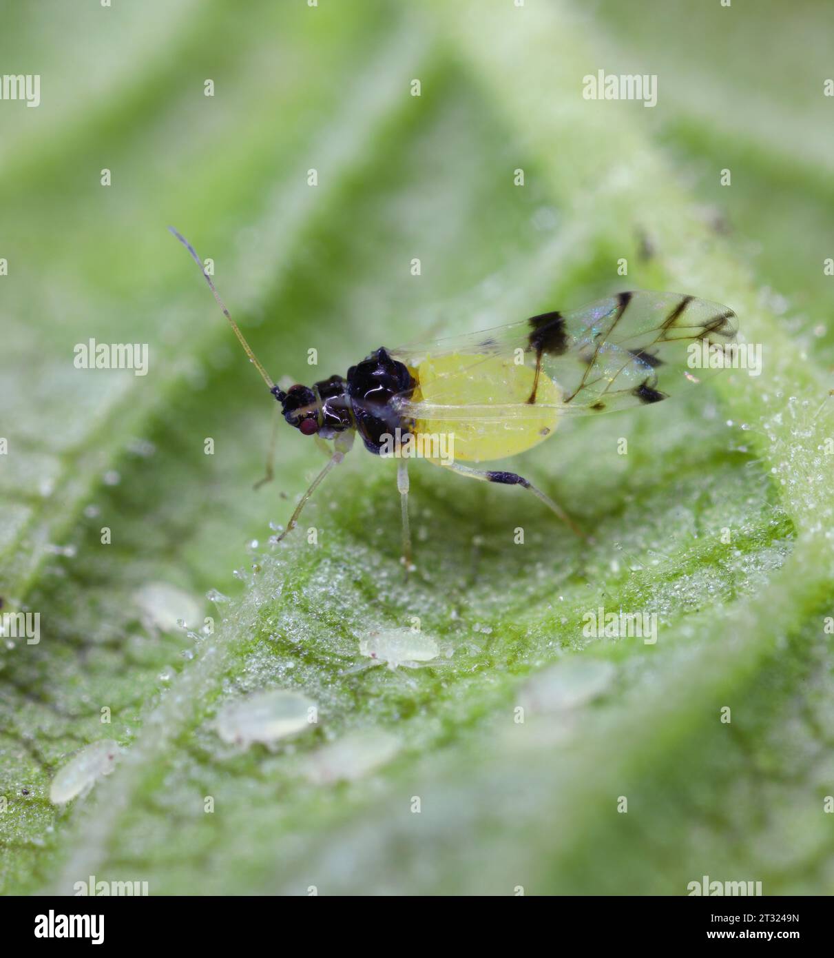 Japanese elm aphid (latin name is Tinocallis takachihoensis) species ...