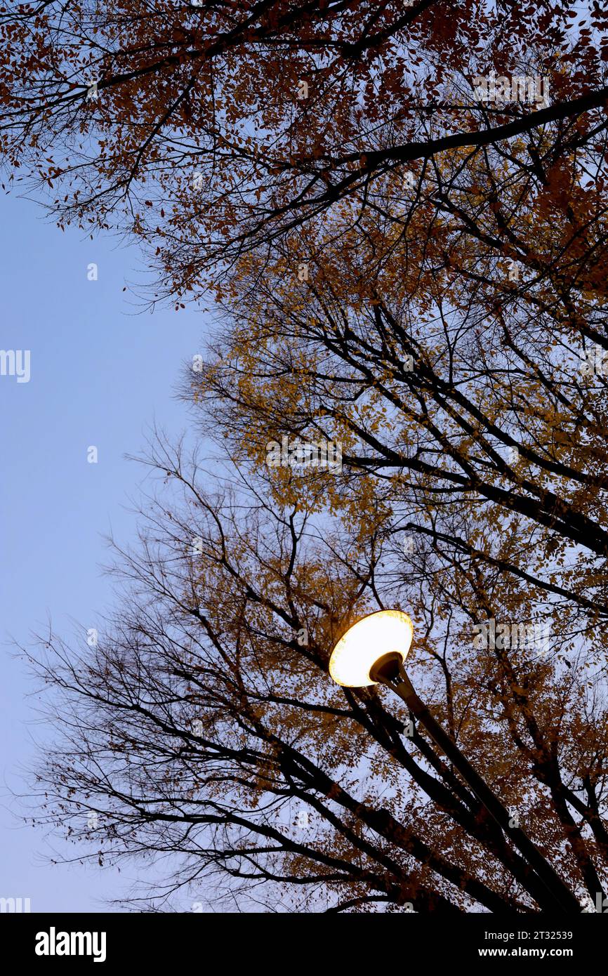 Street lights in the park at dusk with lights on Stock Photo - Alamy