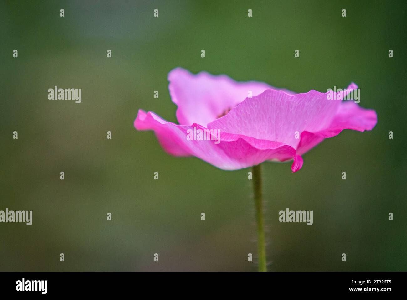 Texas spring wildflowers, poppies, larkspur, bees, butterflies ...