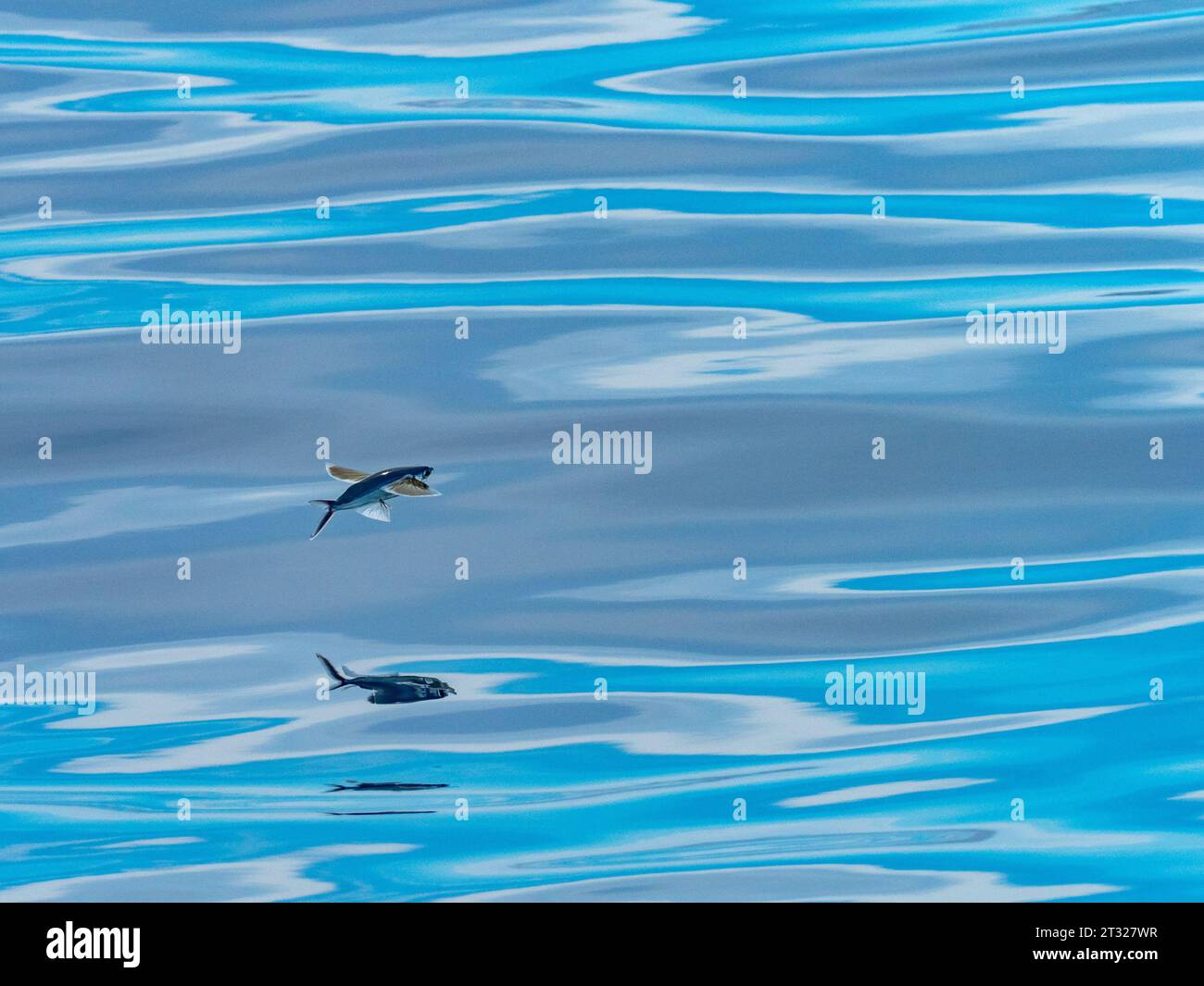 Flying fish, exocoetidae, on glassy seas off the north coast of New ...