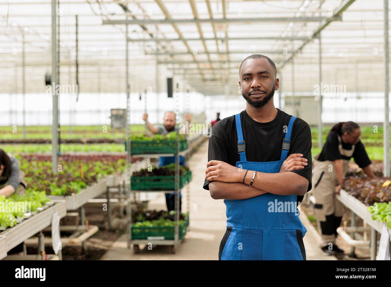 Farm worker in sustainable bio agriculture certified organic greenhouse ...