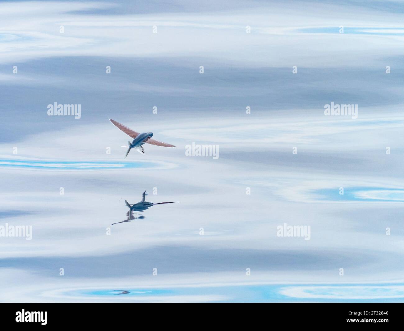 Flying fish, exocoetidae, on glassy seas off the north coast of New ...