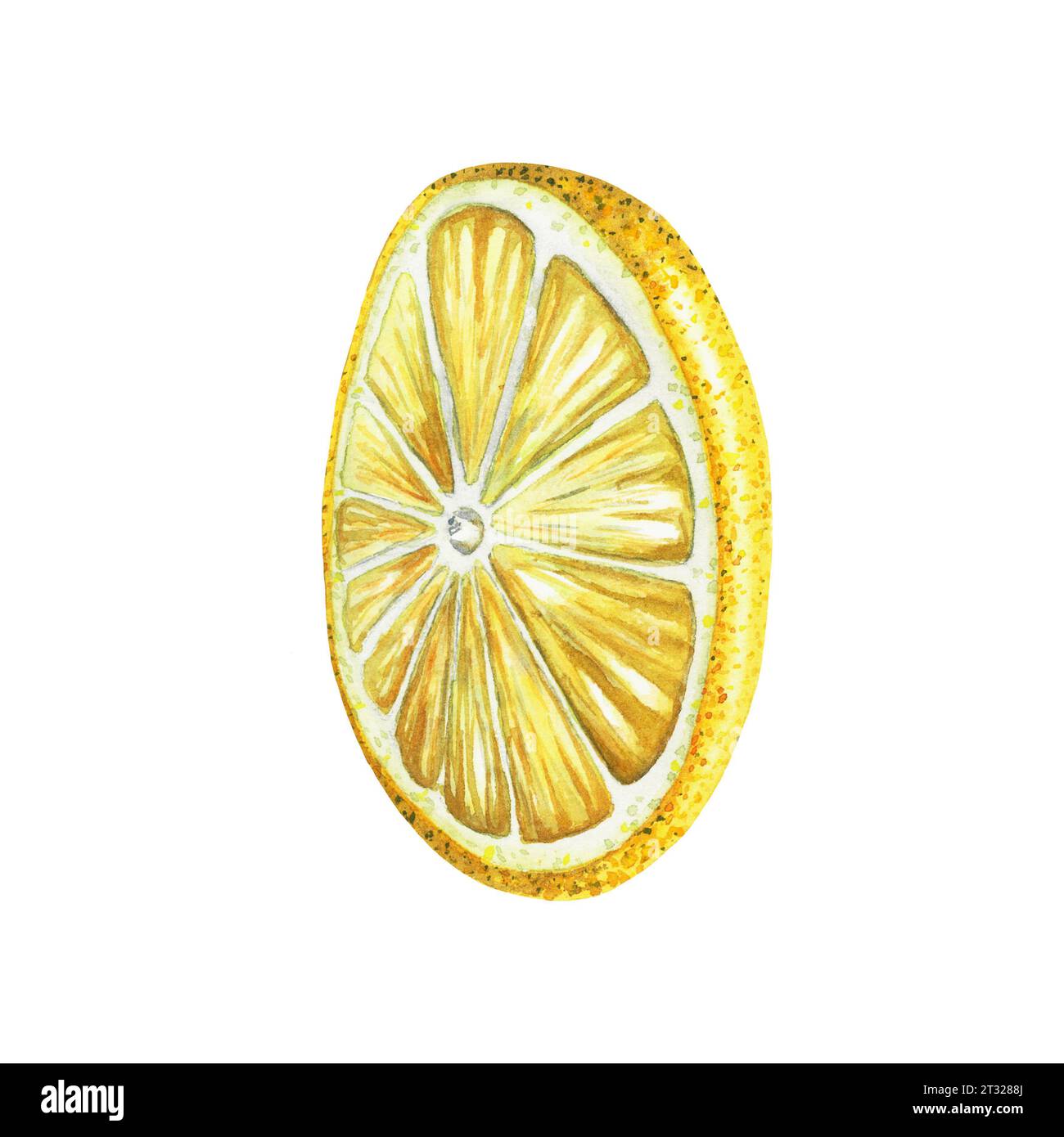 Watercolor lemon slice. Hand drawn illustration of cut and sliced ...