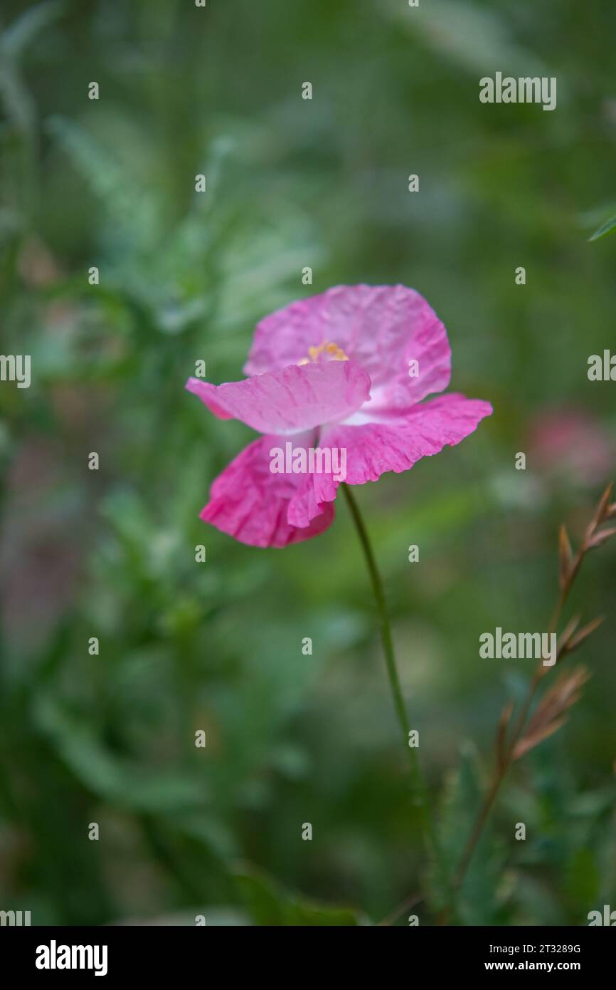 Texas spring wildflowers, poppies, larkspur, bees, butterflies ...