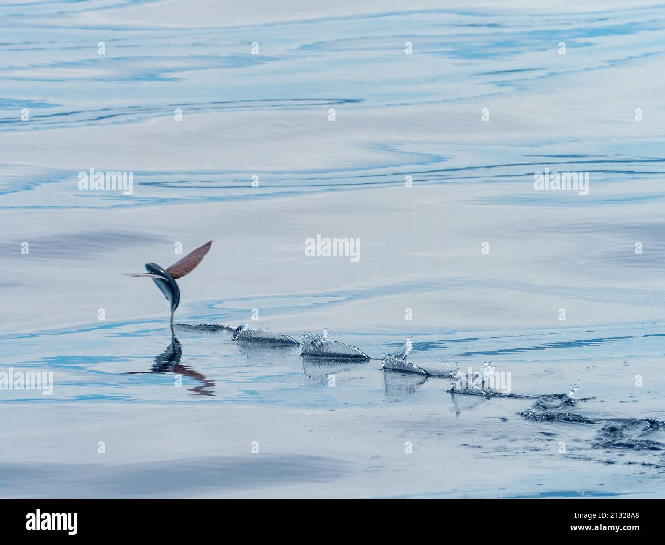 Flying fish, exocoetidae, on glassy seas off the north coast of New ...