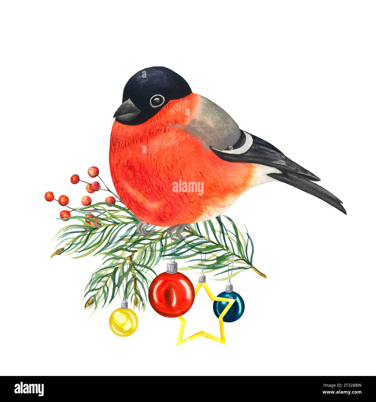 Bullfinch bird watercolour Christmas composition with fir branch, red ...