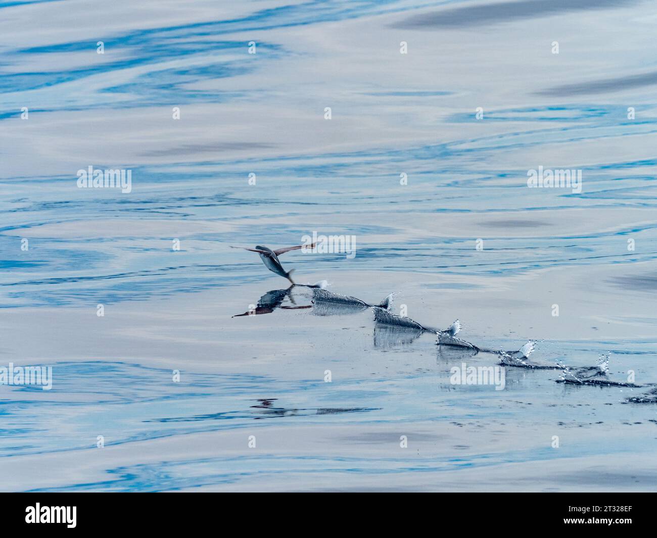 Flying fish, exocoetidae, on glassy seas off the north coast of New ...