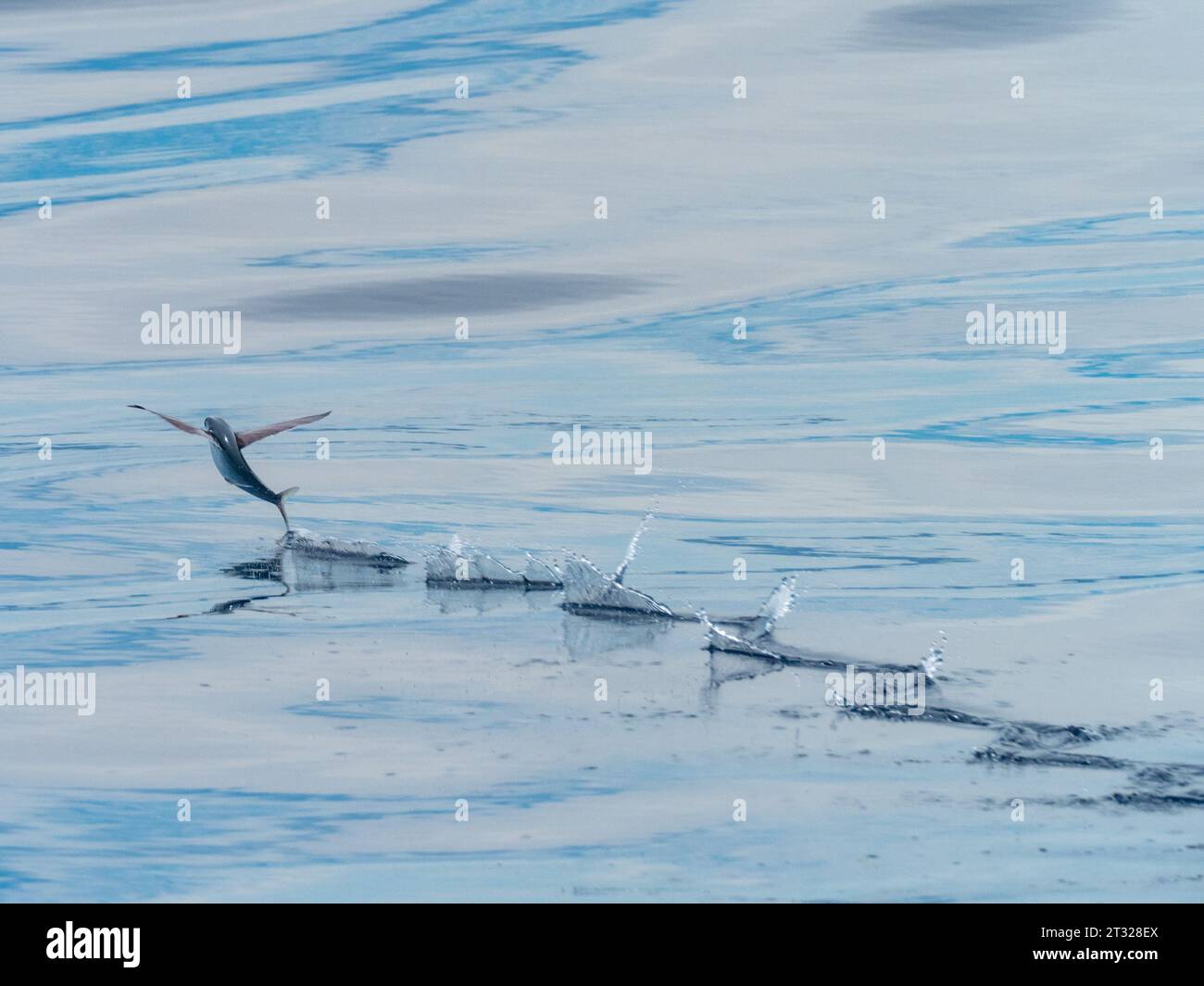 Flying fish, exocoetidae, on glassy seas off the north coast of New ...